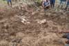 Asian elephants seen burying their dead for the first time – modern-science