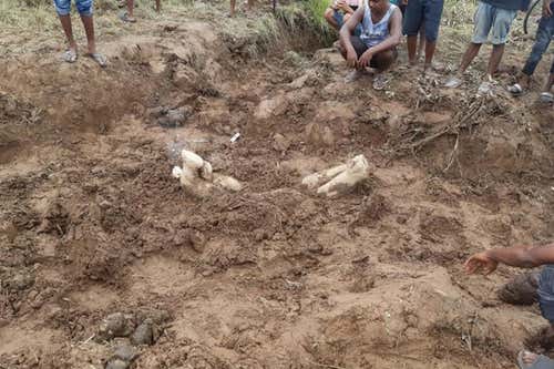 Asian elephants seen burying their dead for the first time – modern-science