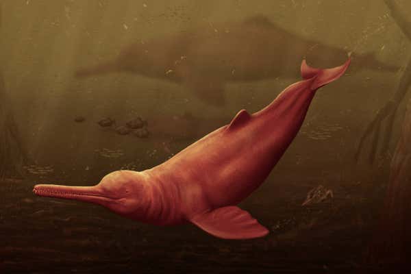Extinct freshwater dolphin from the Amazon was largest of all time ...