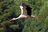 Storks refine their migration routes as they learn from experience ...