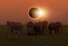 The surprising ways animals react to a total solar eclipse – modern-science