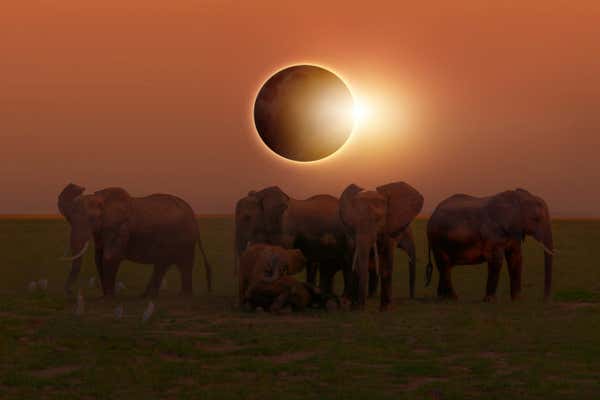 The surprising ways animals react to a total solar eclipse – modern-science