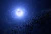Weird white dwarf star has a metal scar after eating a planet – modern ...