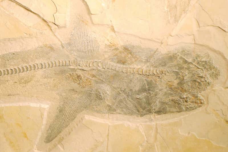Exquisite fossils of Cretaceous shark solve mystery of how it hunted ...