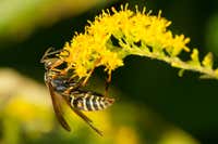 Wasps use face-recognition brain cells to identify each other – modern ...