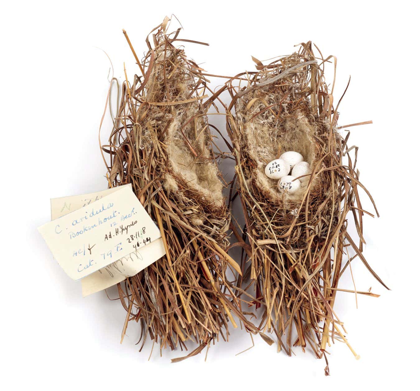 A selection of elaborate birds’ nests from around the world – modern ...