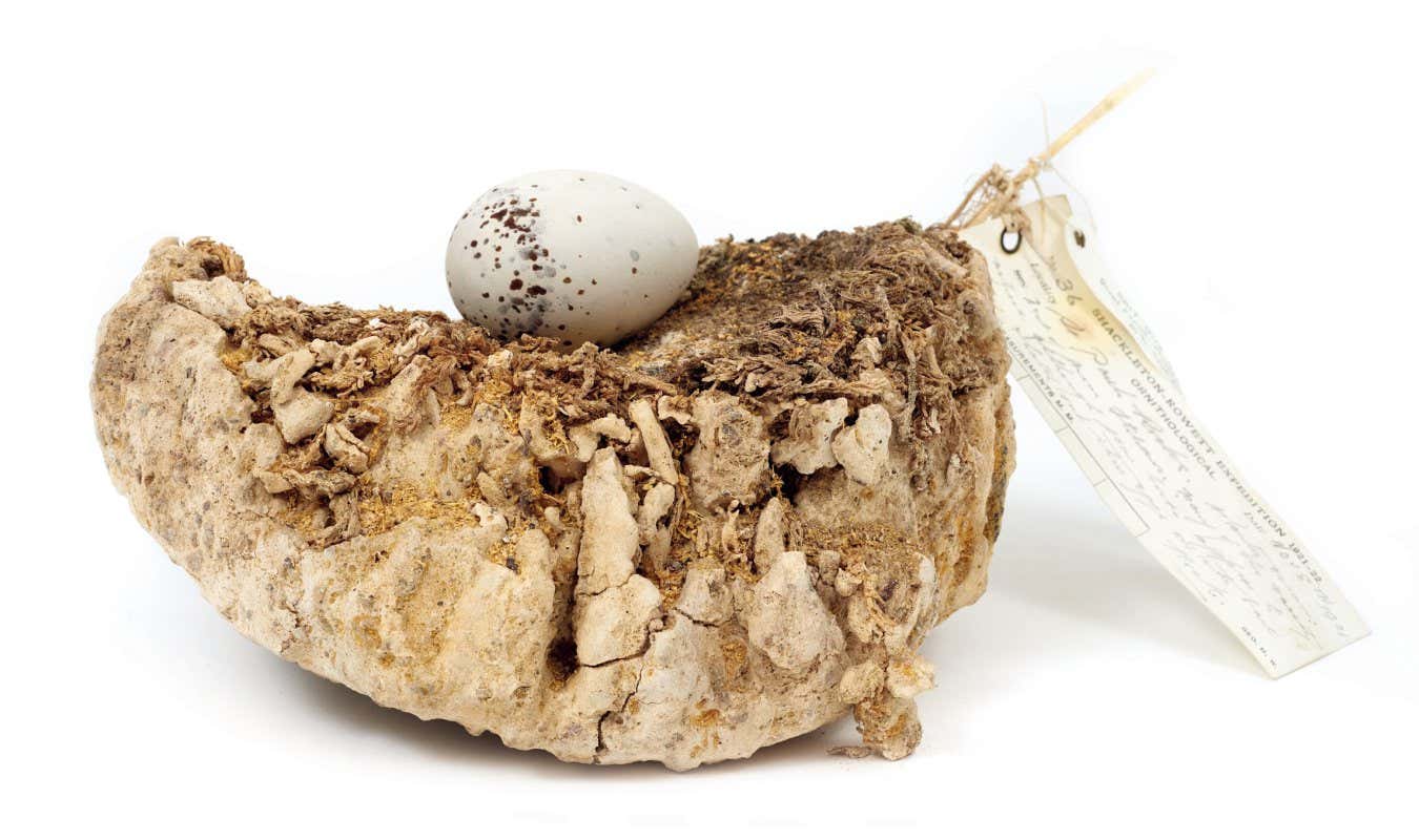 A selection of elaborate birds’ nests from around the world – modern ...