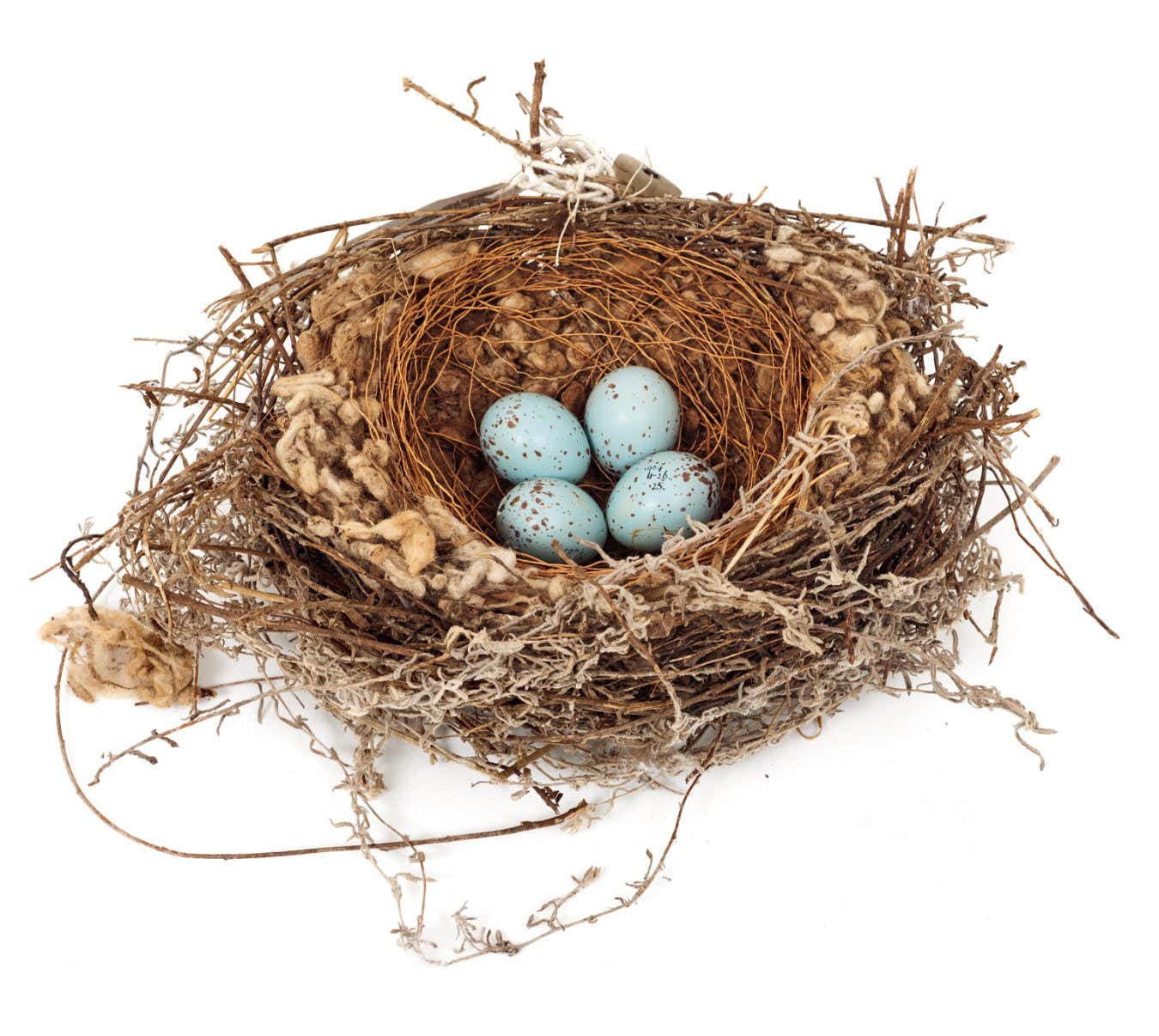 A selection of elaborate birds’ nests from around the world – modern ...