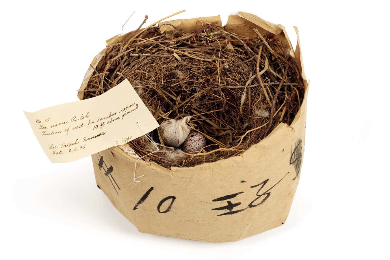A selection of elaborate birds’ nests from around the world – modern ...