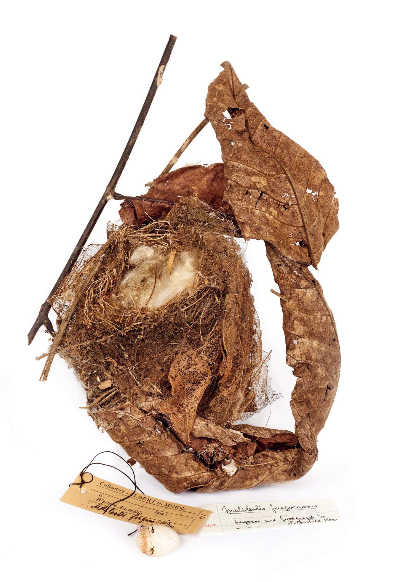 A selection of elaborate birds’ nests from around the world – modern ...