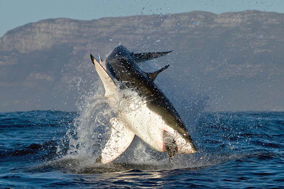 Sharks leap out of the water more often than you might think – modern ...