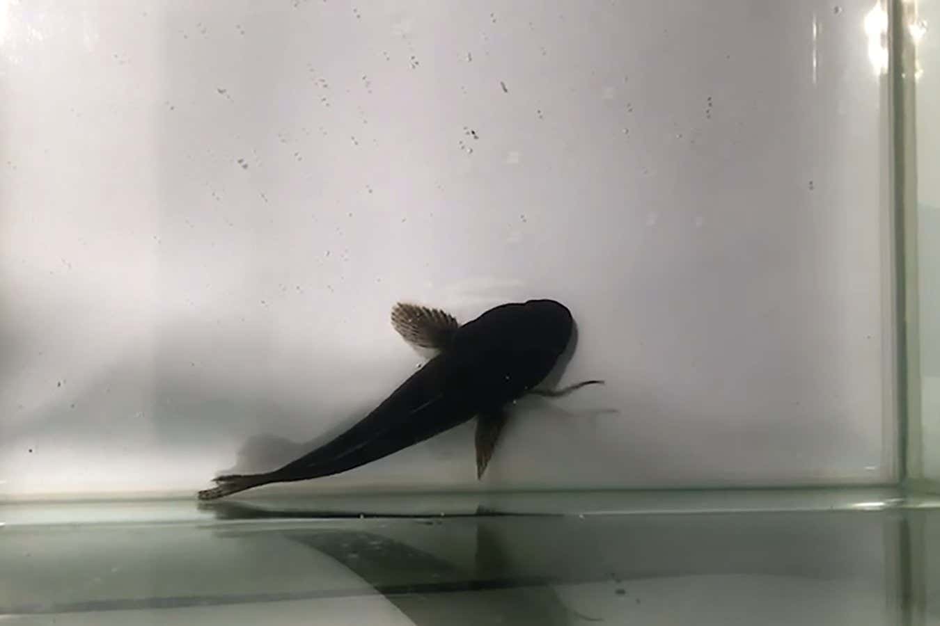 Watch eels escape from the stomachs of fish after being swallowed ...