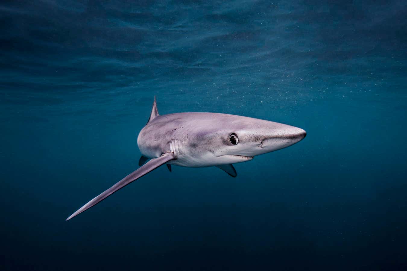 A shark survived being stabbed through the head by a swordfish – modern ...