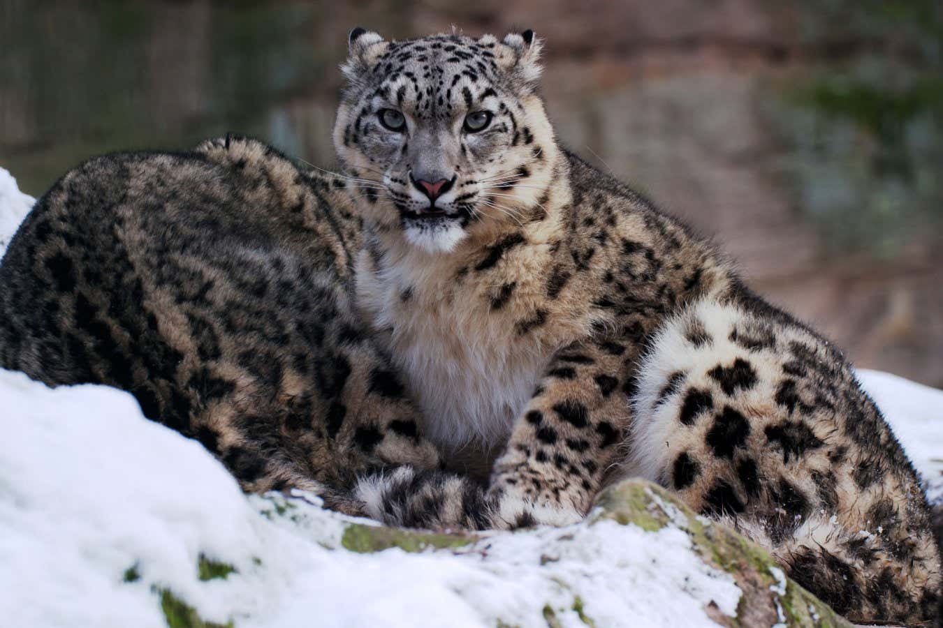 Ancient Denisovans hunted snow leopards on the Tibetan plateau – modern ...