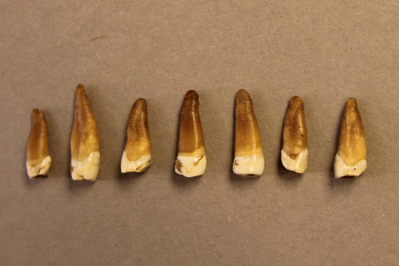 DNA helps match ‘Well Man’ skeleton to 800-year-old Norwegian saga ...