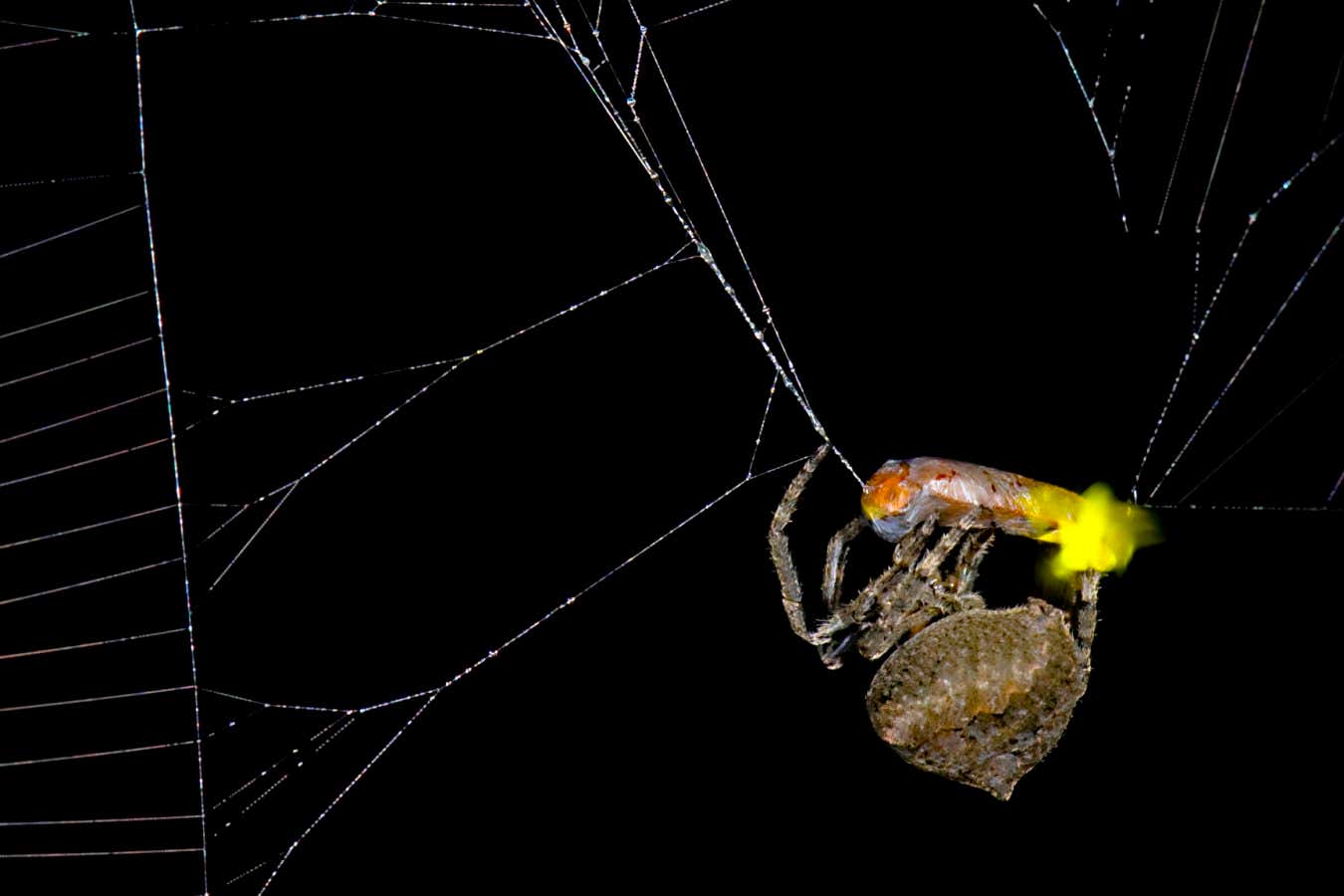 Spiders use fireflies as flashing lures to catch more prey – modern-science