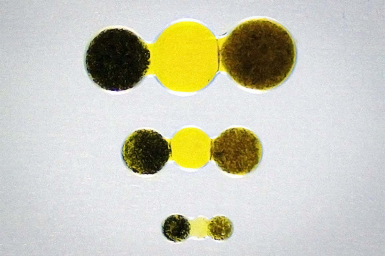 Tiny battery made from silk hydrogel can run a mouse pacemaker – modern ...