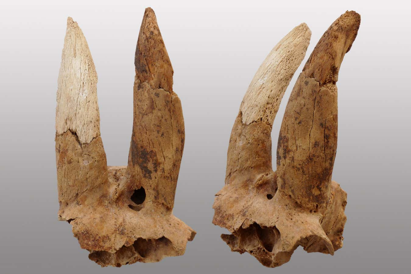 Ancient Egyptians shaped sheep’s horns – and we don’t know why – modern ...