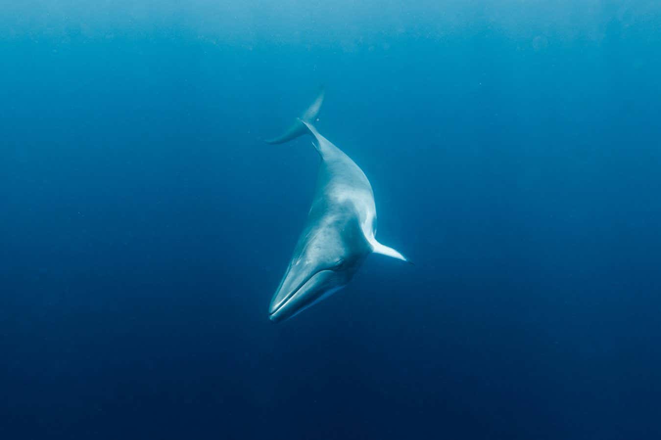Brainwave experiment shows minke whales have ultrasonic hearing ...