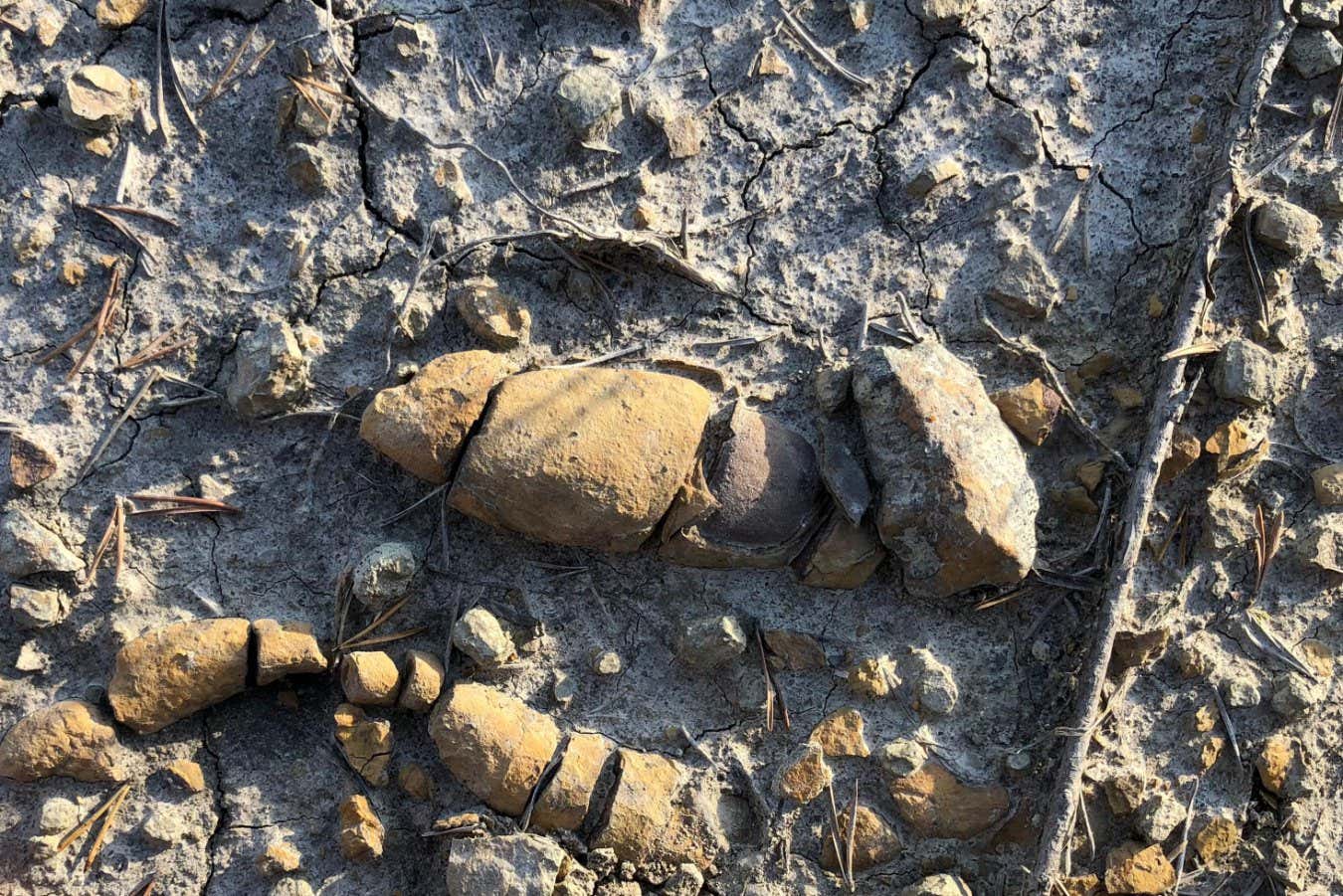 Fossilised droppings tell the story of dinosaurs’ rise to power ...