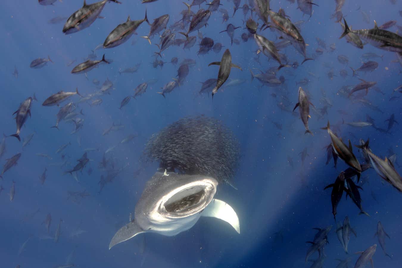Stunning photos of life above and below water – modern-science