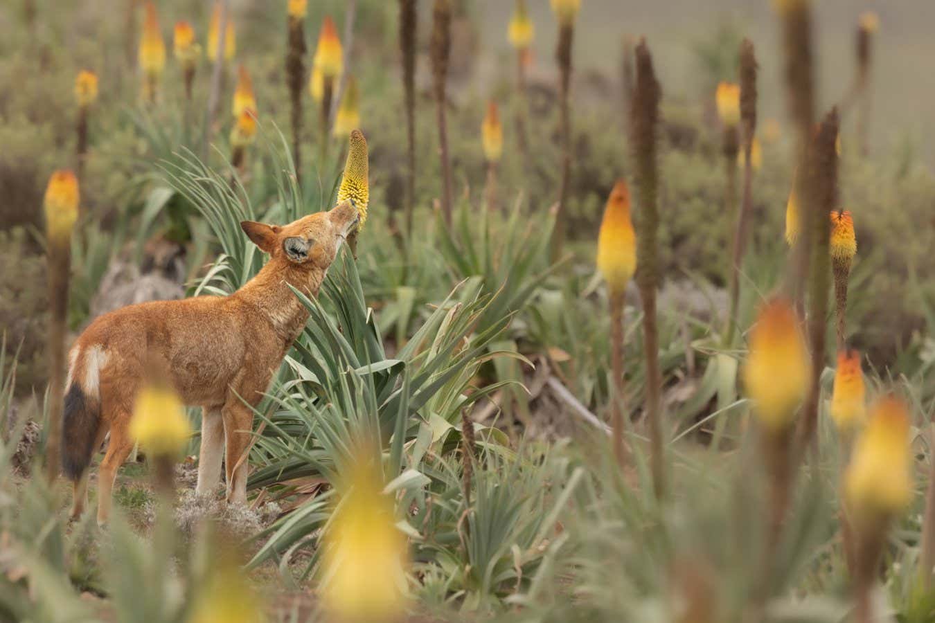 Nectar-loving Ethiopian wolves may be the first carnivore pollinators ...