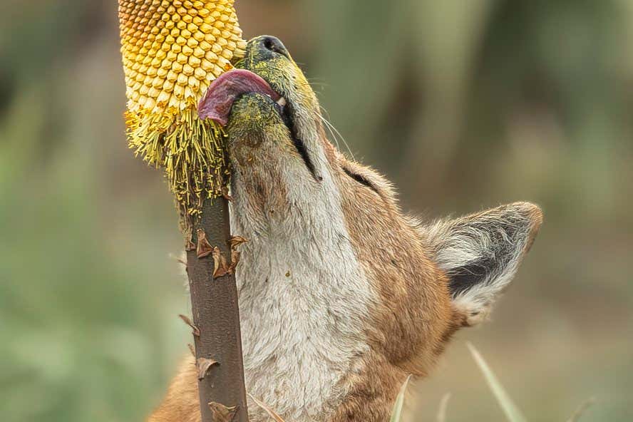 Nectar-loving Ethiopian wolves may be the first carnivore pollinators ...