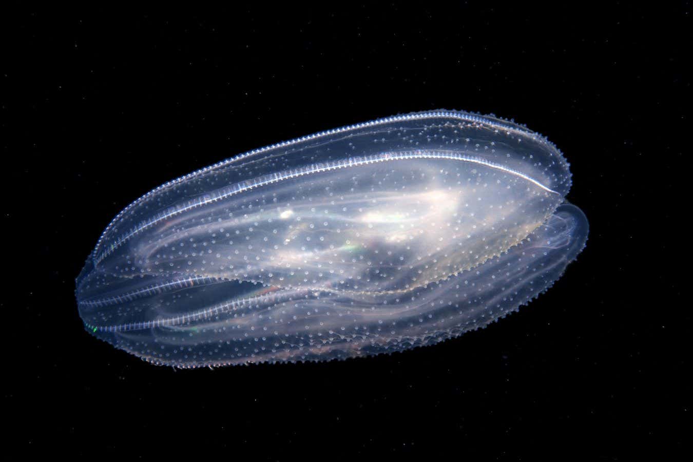 New forms of animals made by fusing several comb jellies together ...