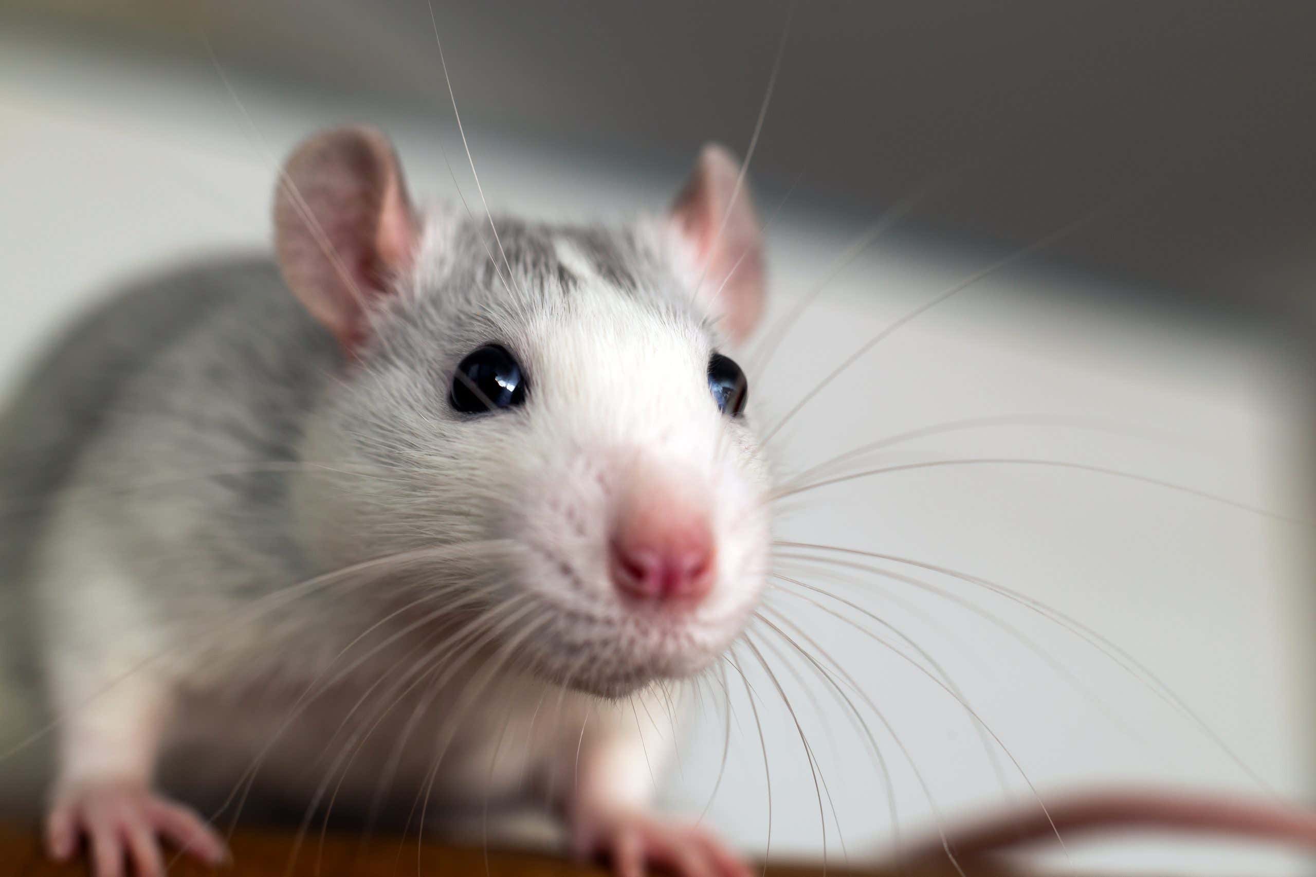 Robotic rat uses AI to befriend real rodents – modern-science