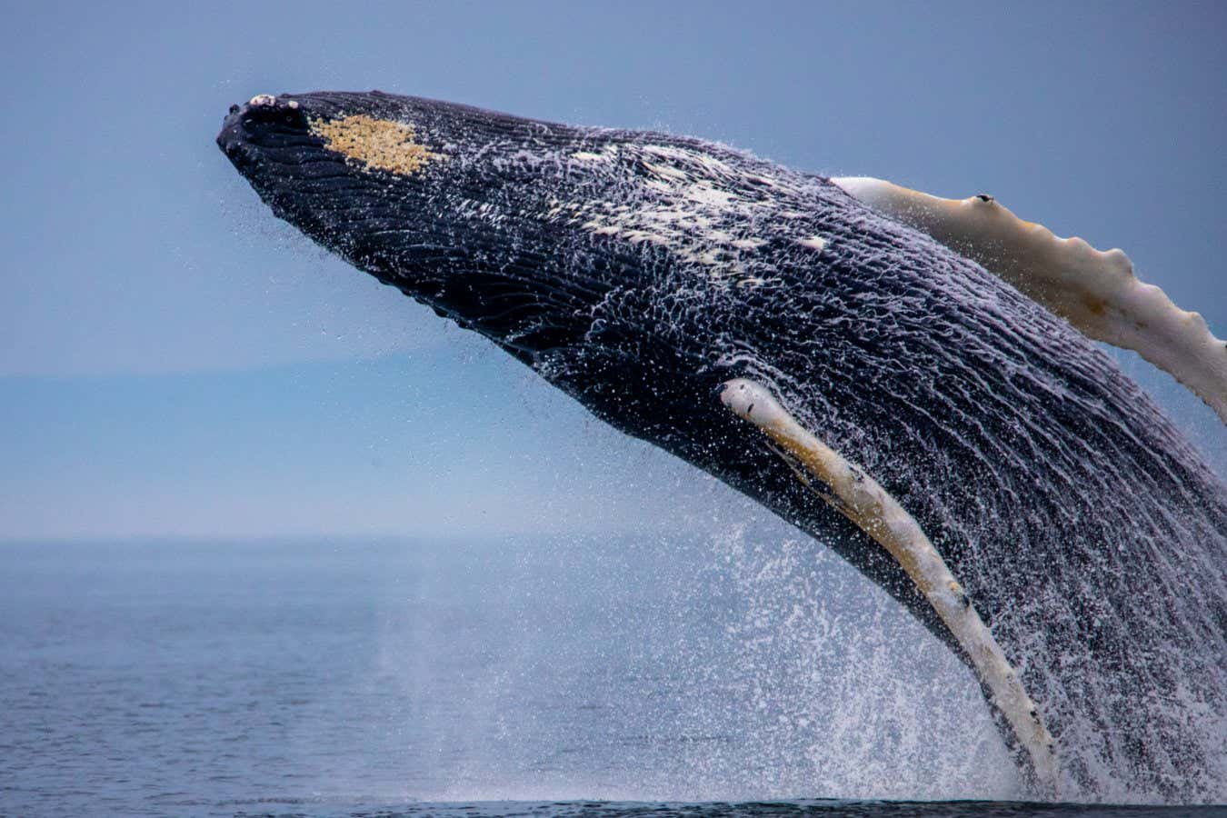 Whales may hone their singing skills by practising out of season ...