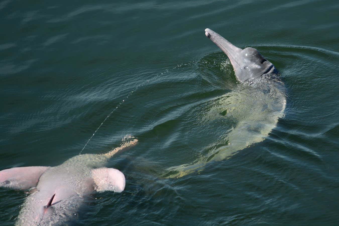 Amazon river dolphins may send messages with aerial streams of urine ...