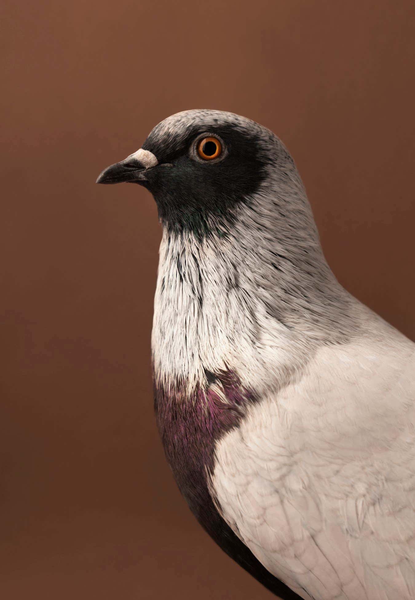 Fancy pigeons flaunt their feathers in this striking photo series ...