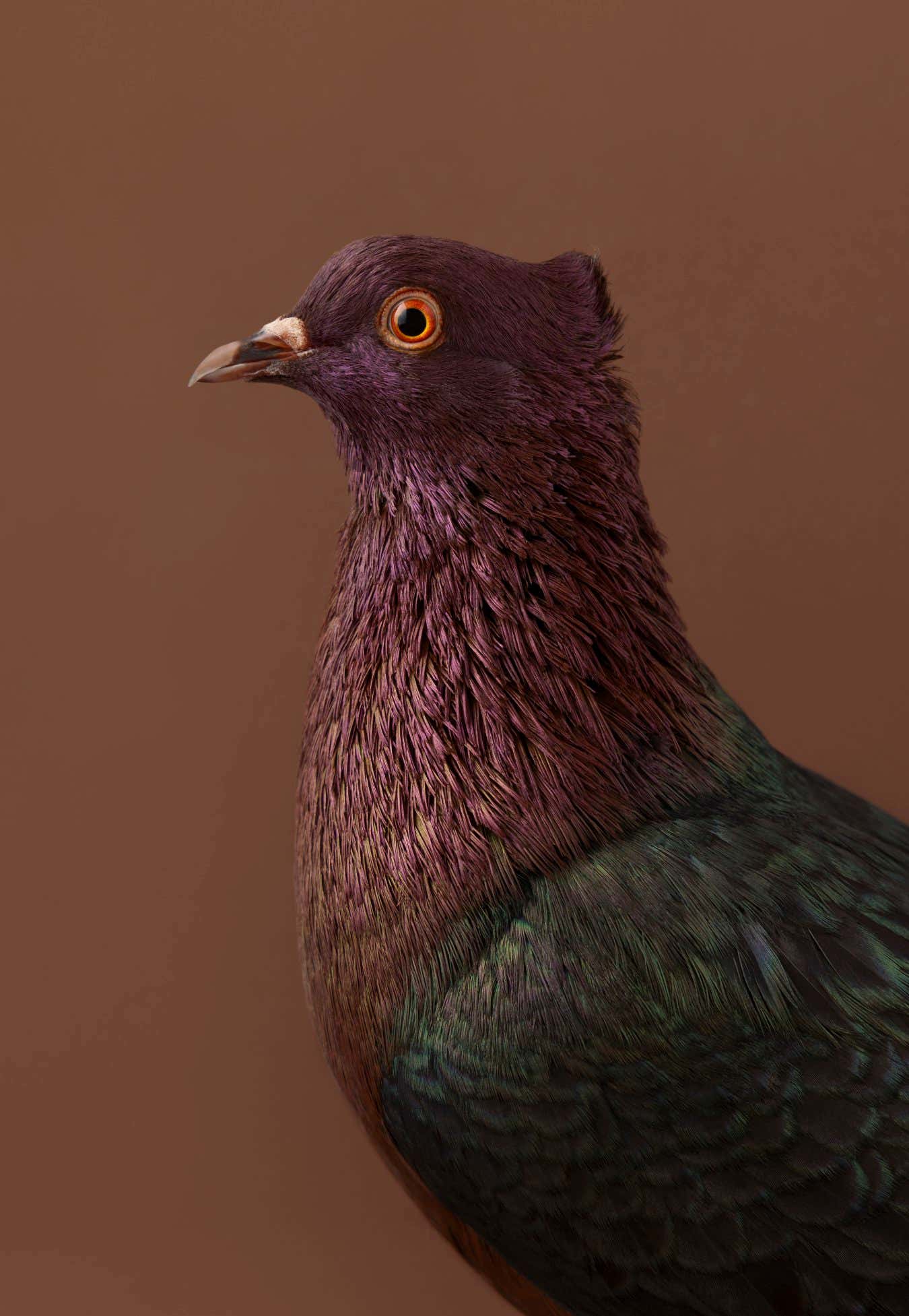 Fancy pigeons flaunt their feathers in this striking photo series ...