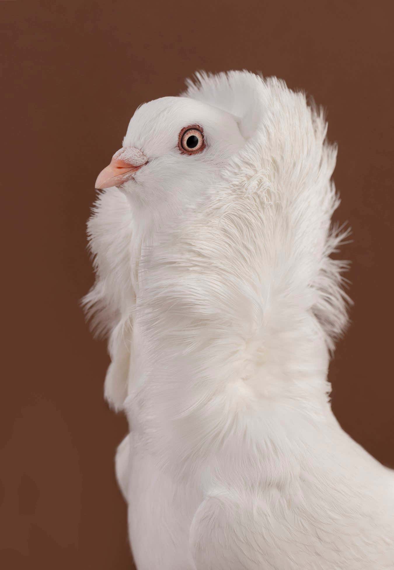 Fancy pigeons flaunt their feathers in this striking photo series ...