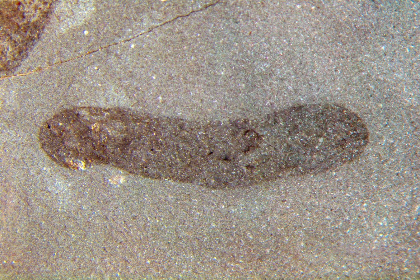 Surprising fossils suggest early animals survived outside of water ...