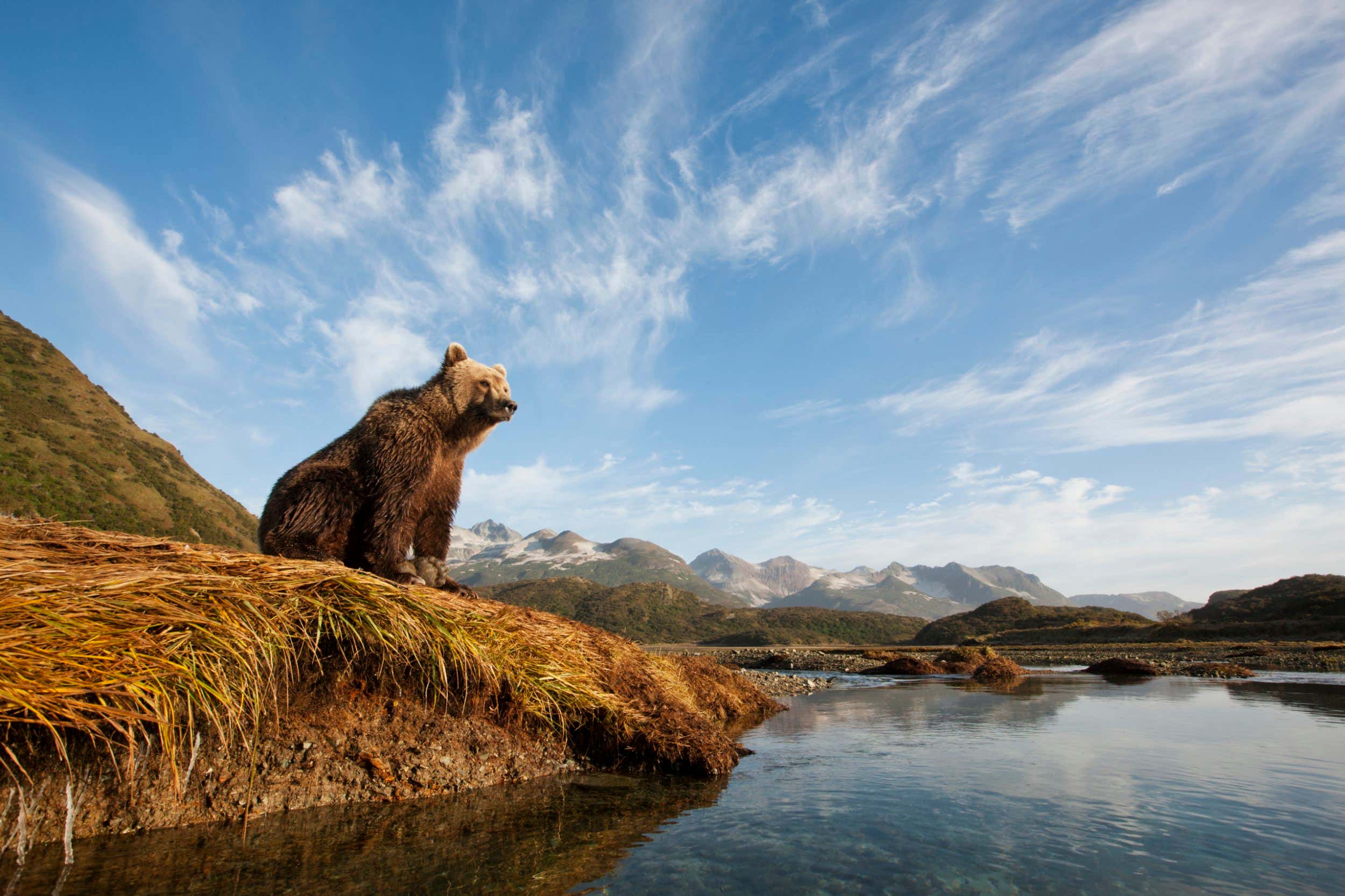 What the surprising lives of solitary animals reveal about us – modern ...