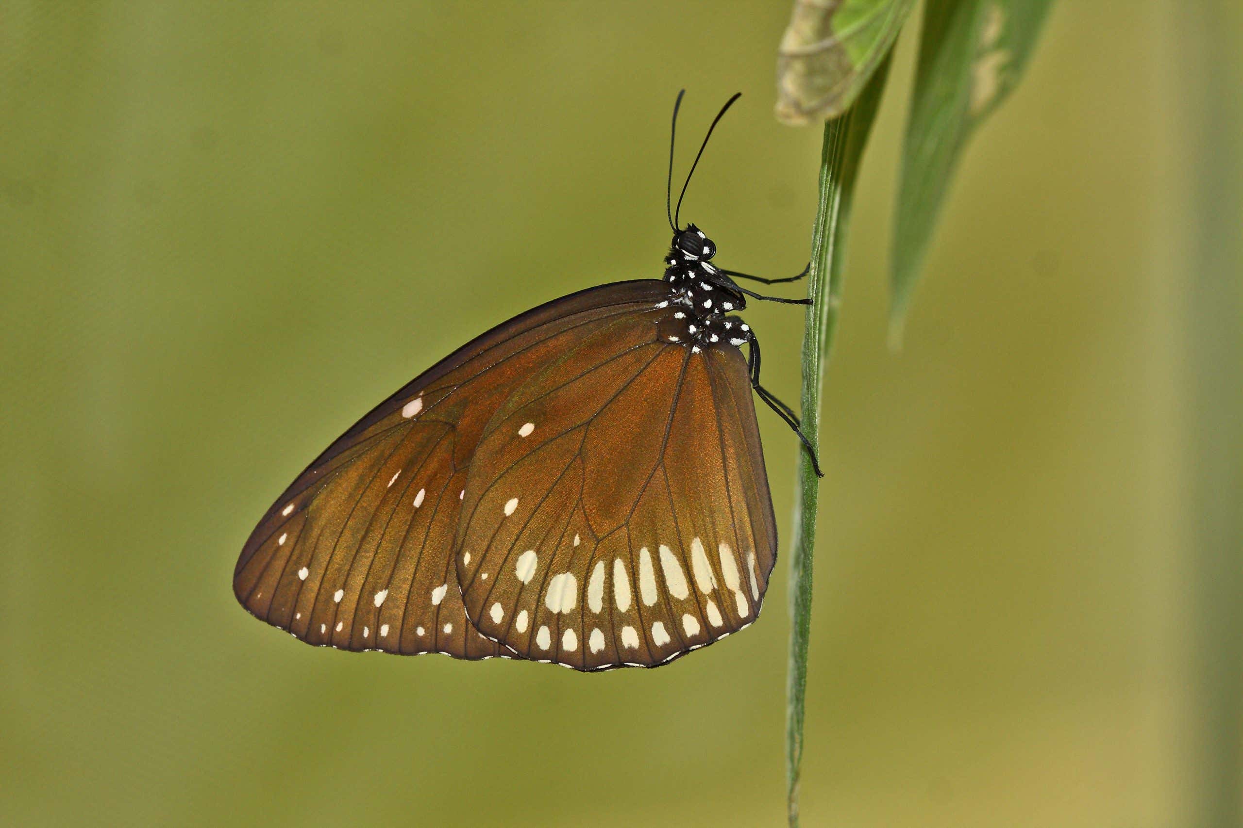 New-to-science stick insect is the heaviest ever found in Australia ...