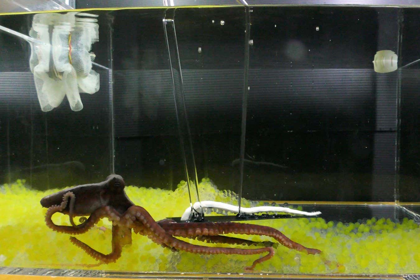 Octopuses fall for the rubber hand illusion just like us – modern-science