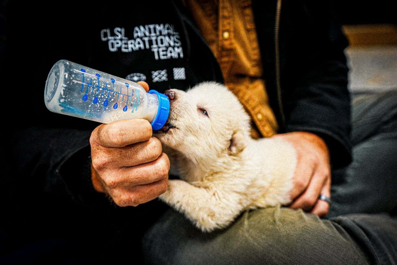 The truth about de-extinction: is it even possible, and why do it ...