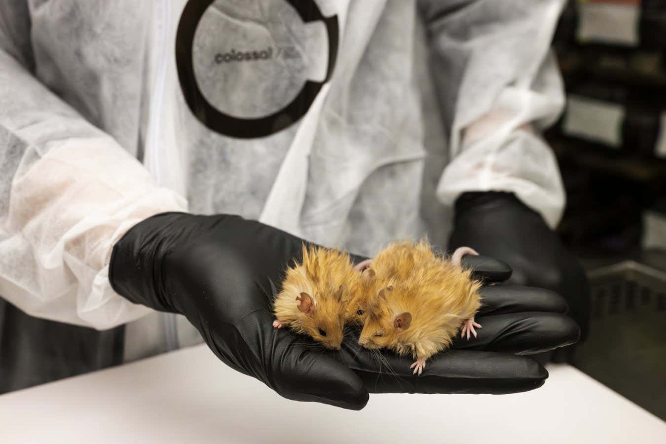 De-extinction was big news in 2025 – but didn’t live up to the hype ...