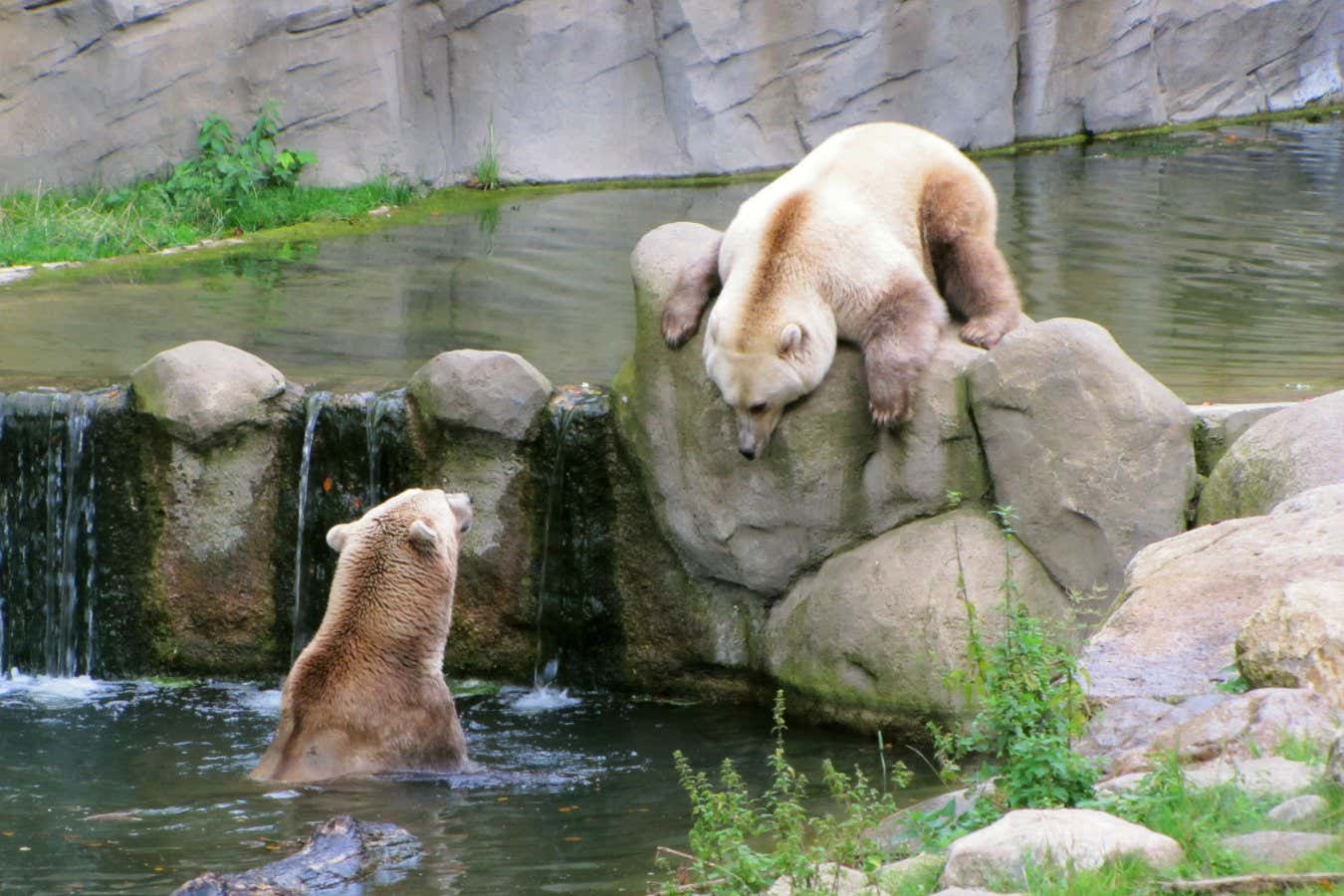 What the family drama of interbreeding polar and grizzly bears reveals ...