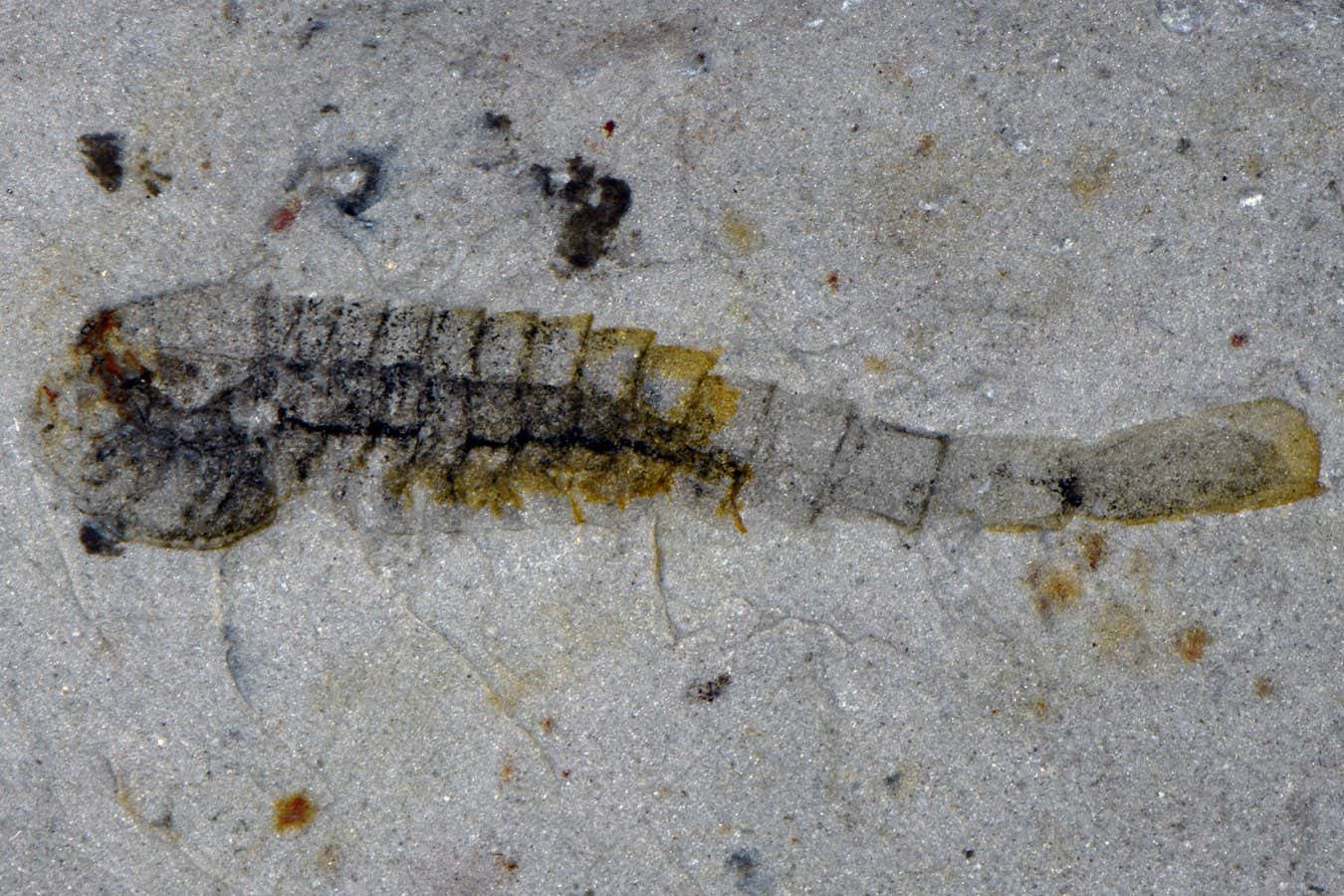 Huge fossil bonanza preserves 512-million-year-old ecosystem – modern ...