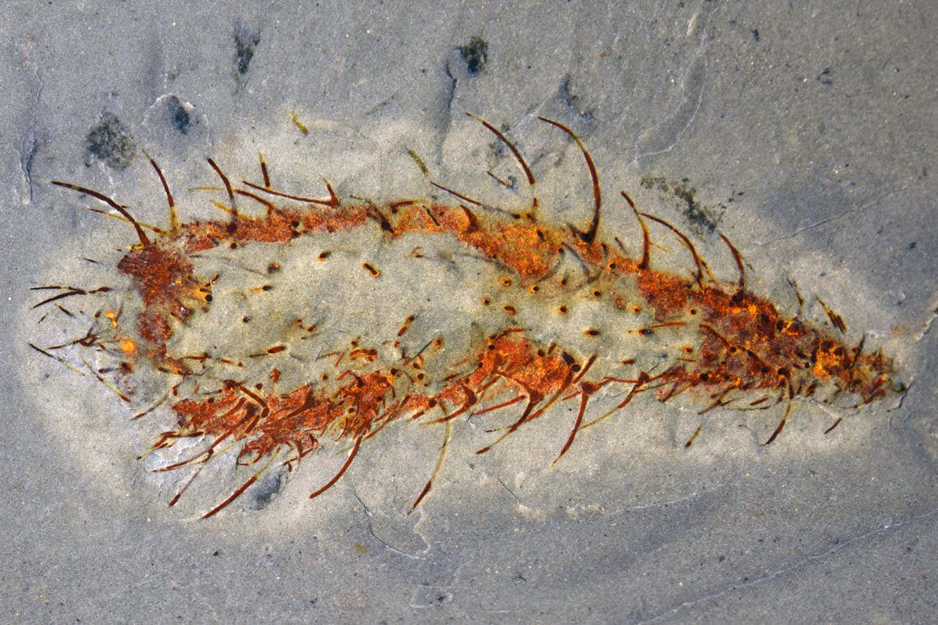 Huge fossil bonanza preserves 512-million-year-old ecosystem – modern ...